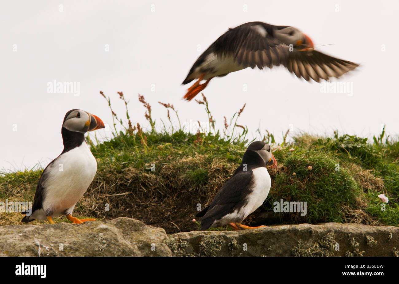 Puffin taking off with two other puffins watching him Stock Photo - Alamy