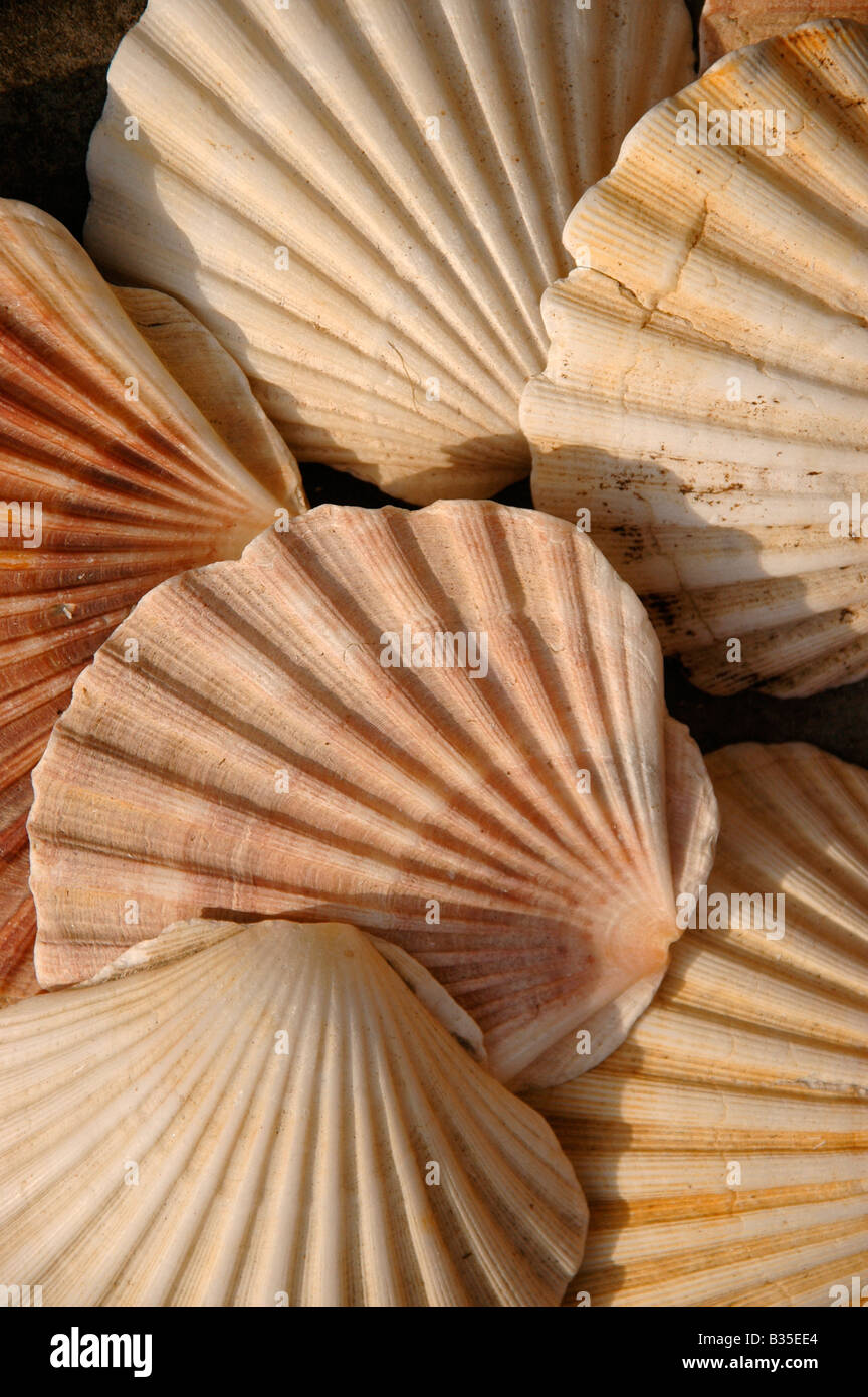 A pile of scallop shells Stock Photo - Alamy