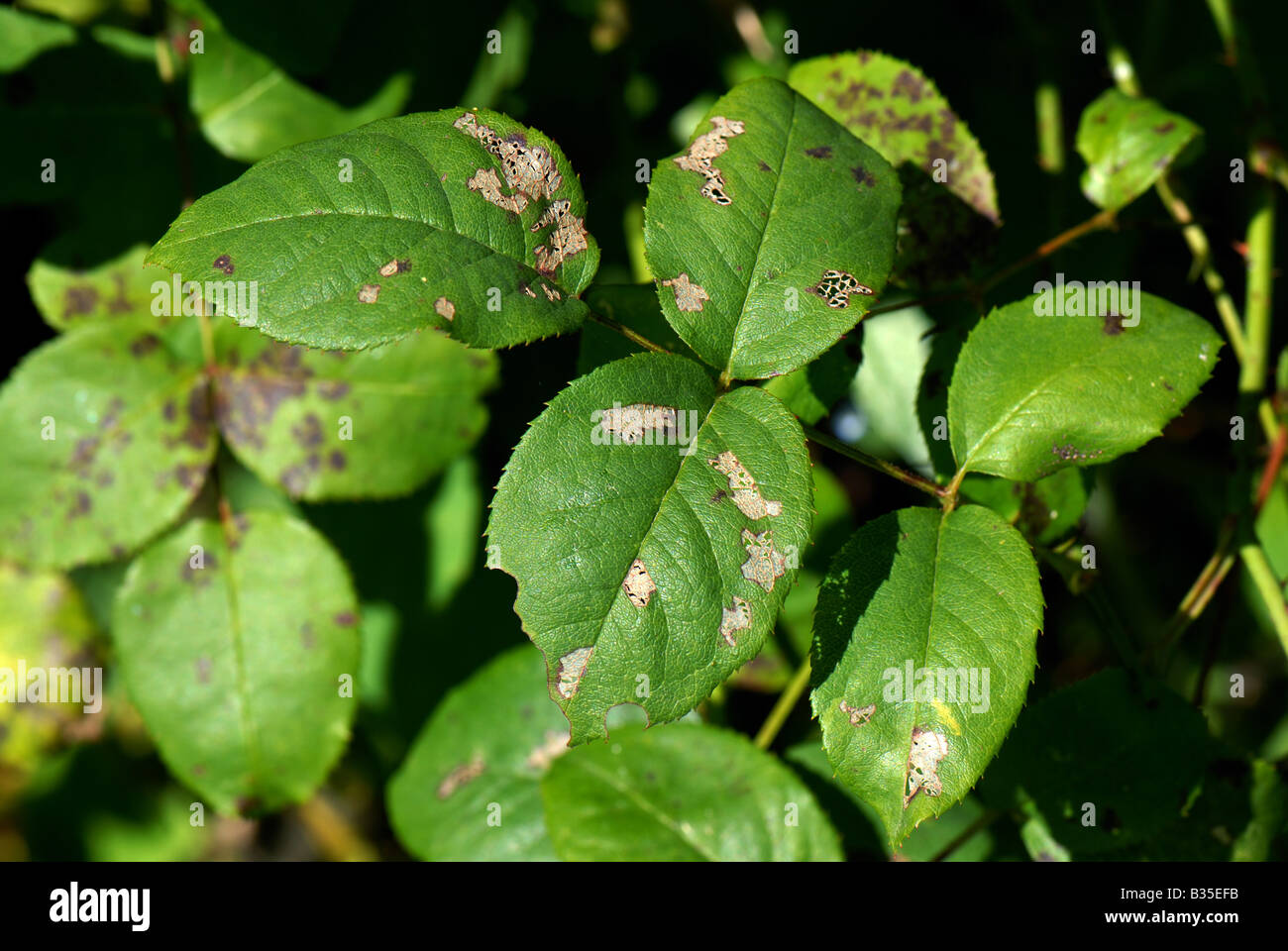 Damage caused by rose slug sawfly Endelomyia aethiops larvae on rose ...
