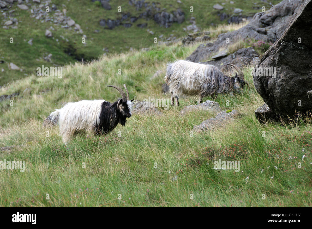 Snowdonia goat hi-res stock photography and images - Alamy