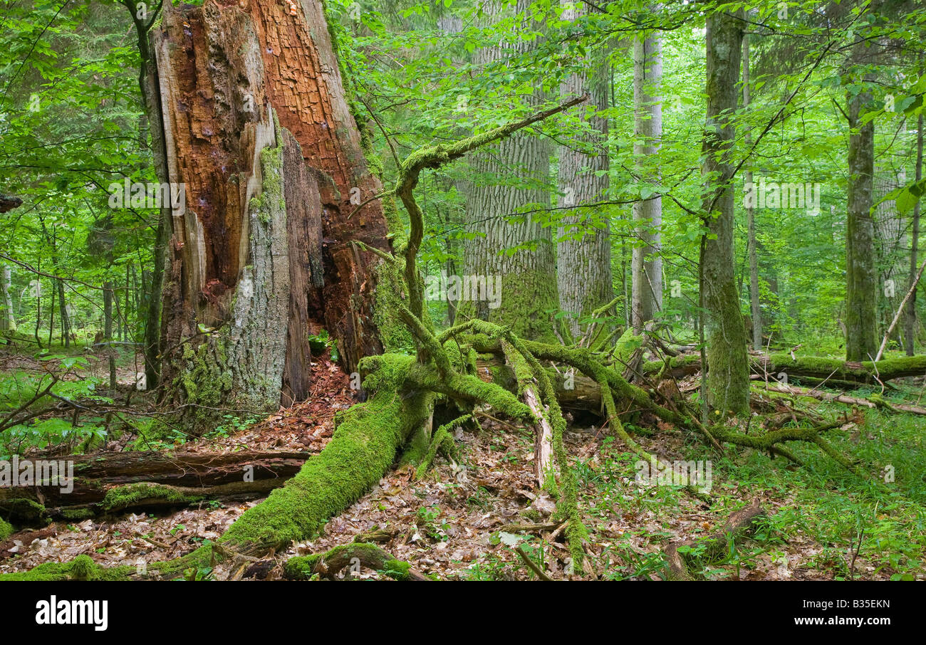 Biodiversity decline hi-res stock photography and images - Alamy