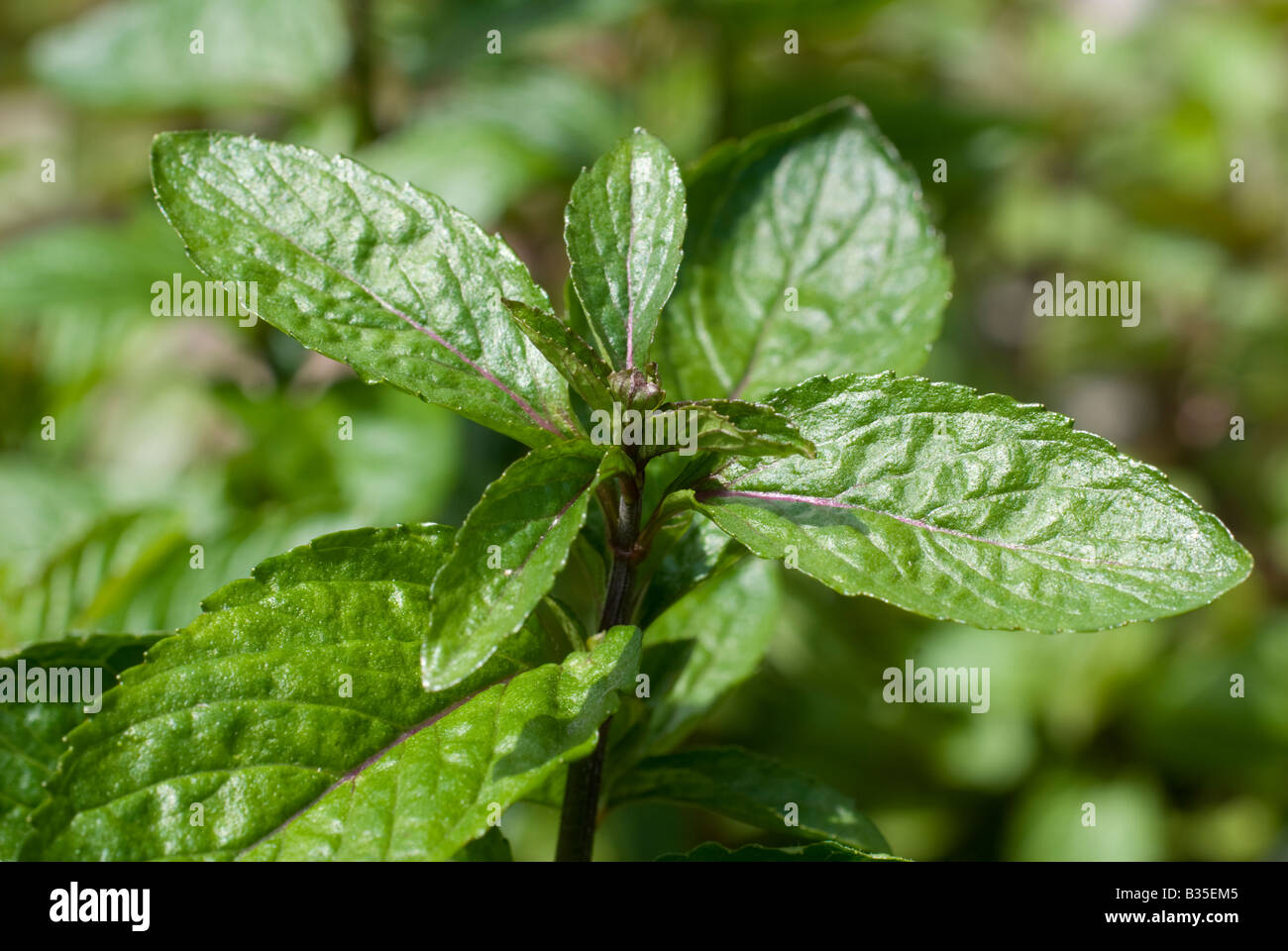 Peppermint flavor hi-res stock photography and images - Alamy