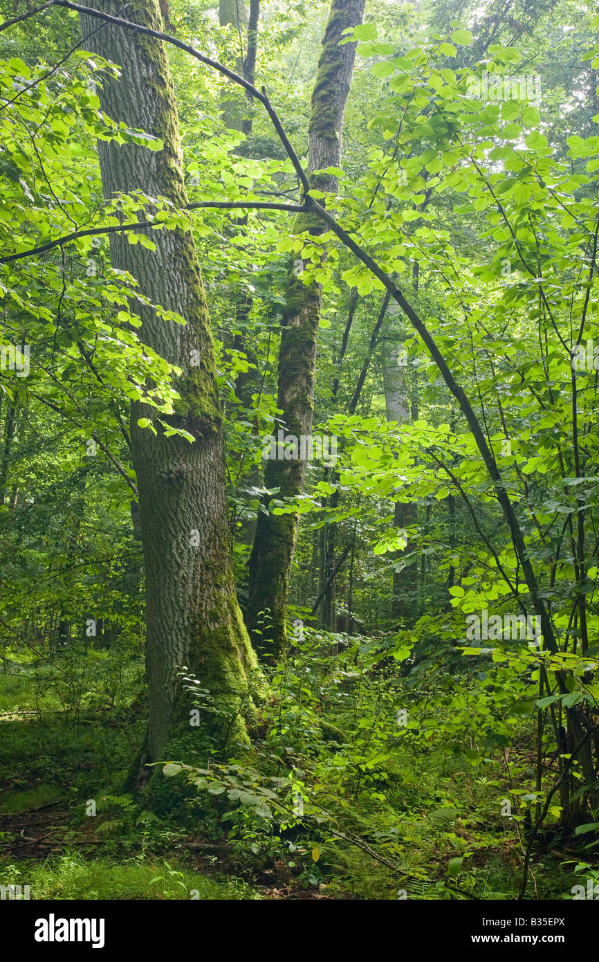 Ash tree forest hi-res stock photography and images - Alamy