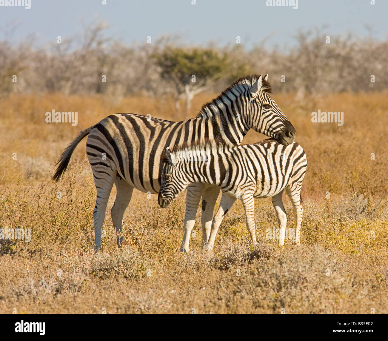 Mare with colt hi-res stock photography and images - Alamy