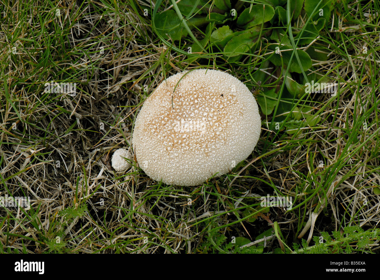 Meadow puffball Vascellum pratense in a garden lawn Stock Photo - Alamy