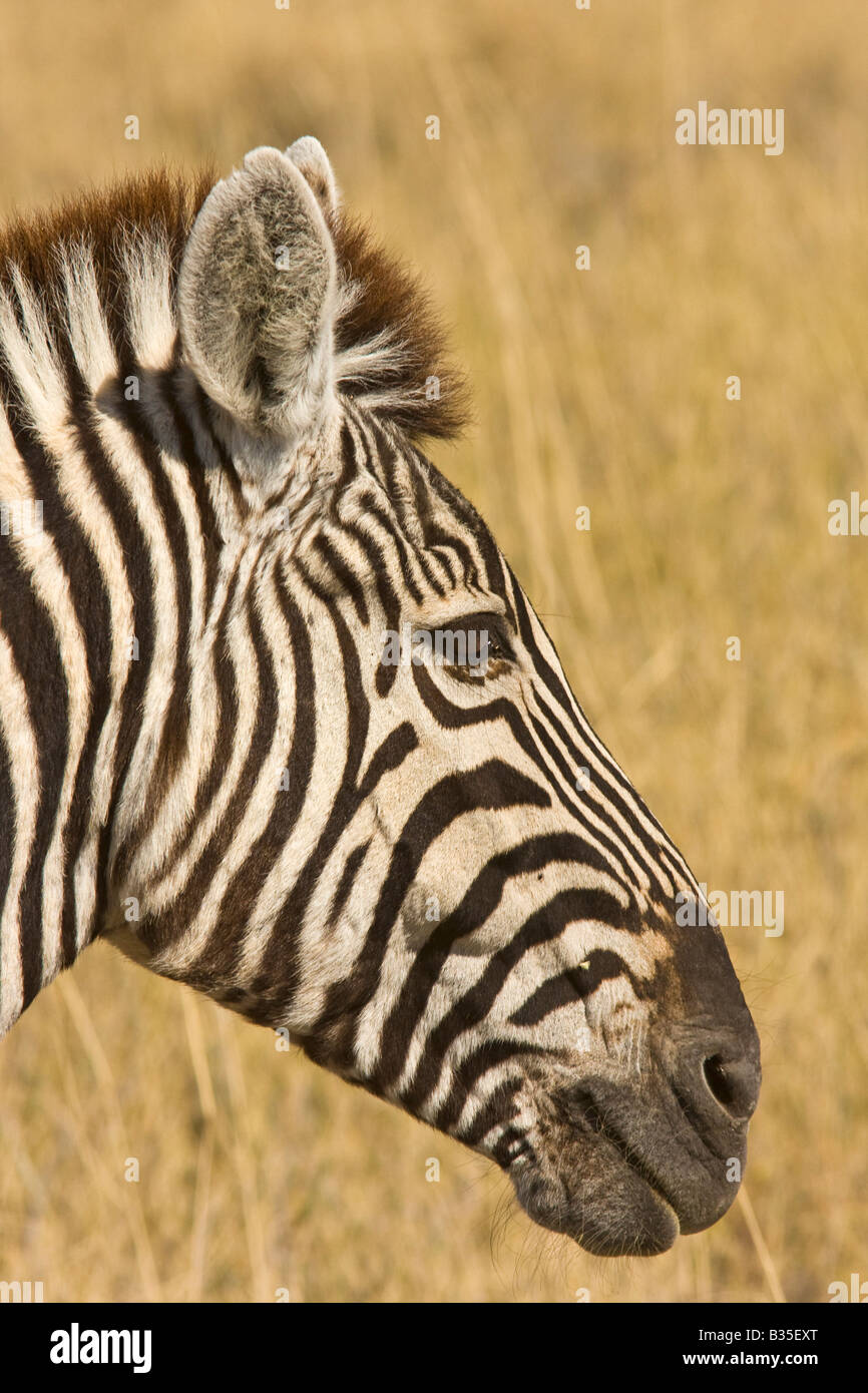Biggest Zebra In The World