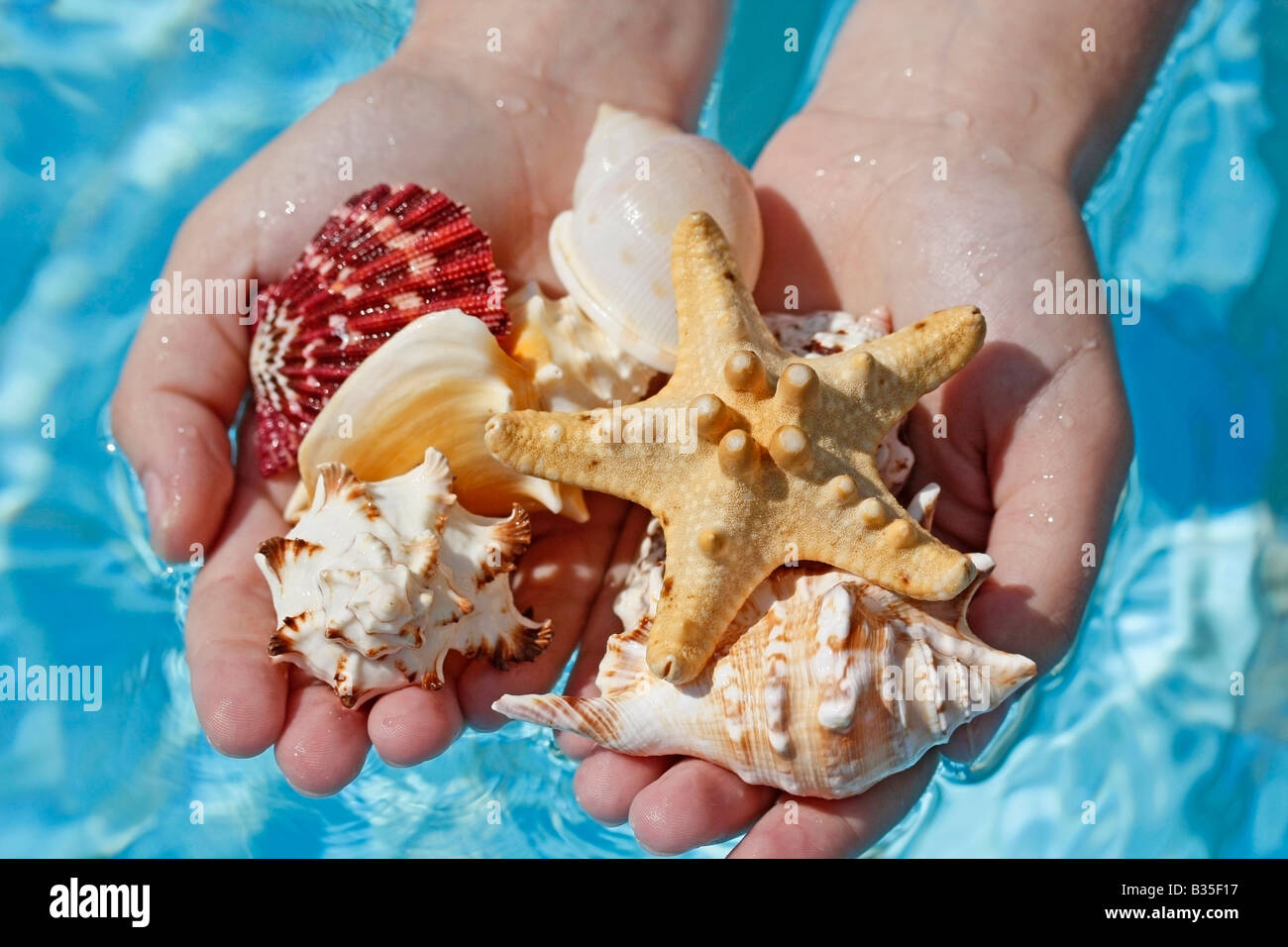 Woman collecting shells hi-res stock photography and images - Alamy