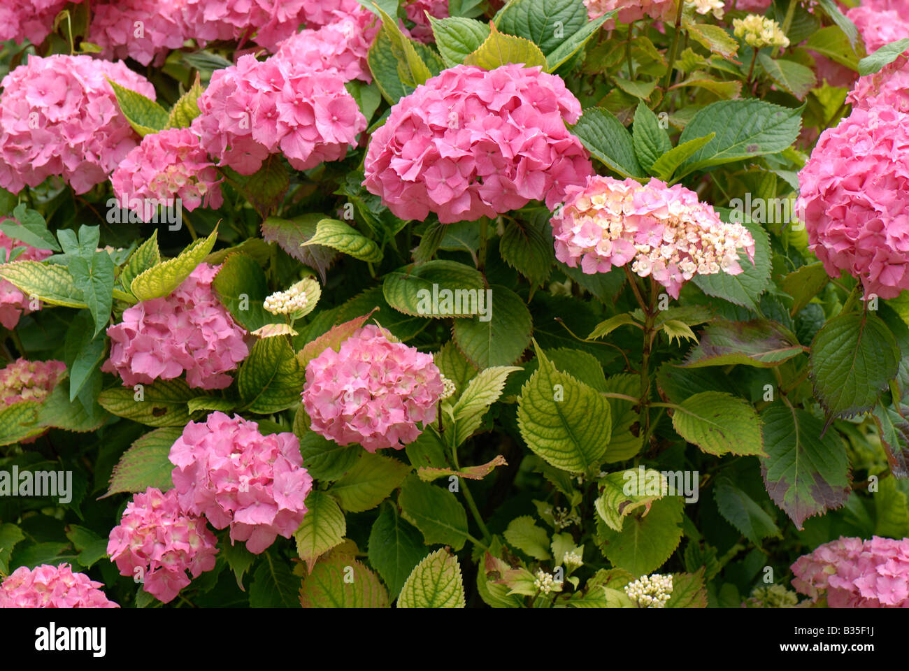 Iron and iron deficiency High Resolution Stock Photography and Images ...