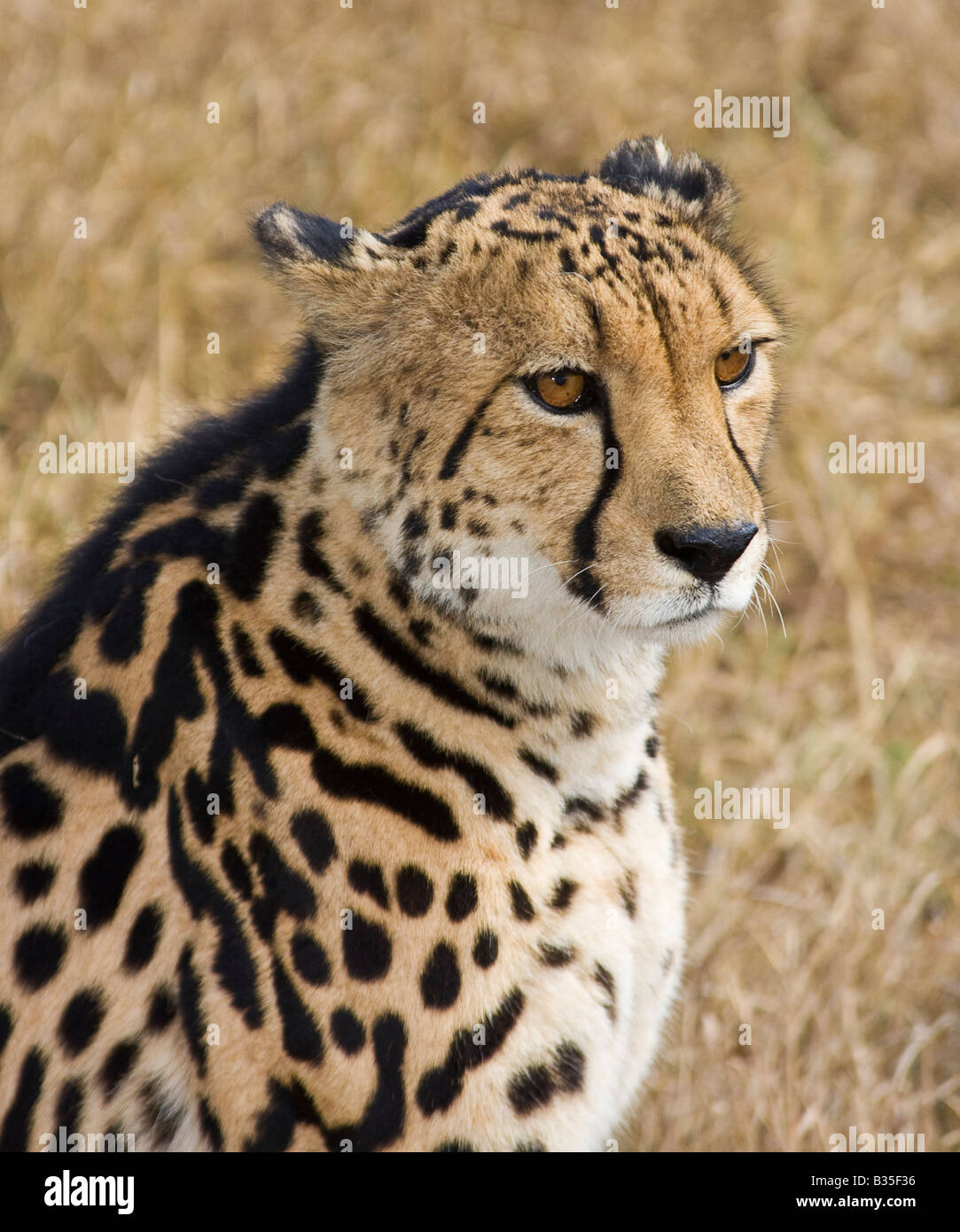 King Cheetah Face Cheetahs Posters: Art, Prints & Wall Art | Displate