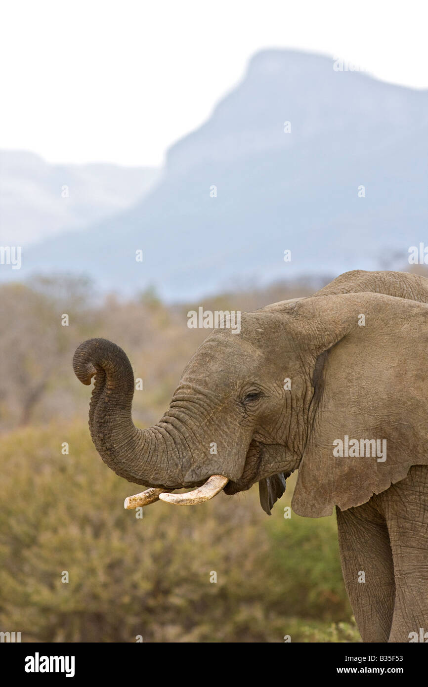 Elephant trunk raise tusks safari hi-res stock photography and images ...