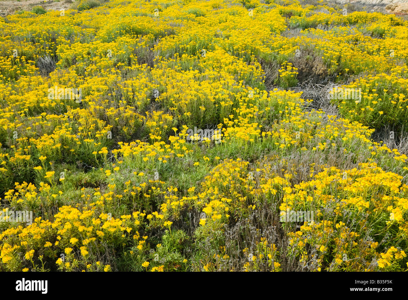 Point Lobos State Park California Stock Photo - Alamy