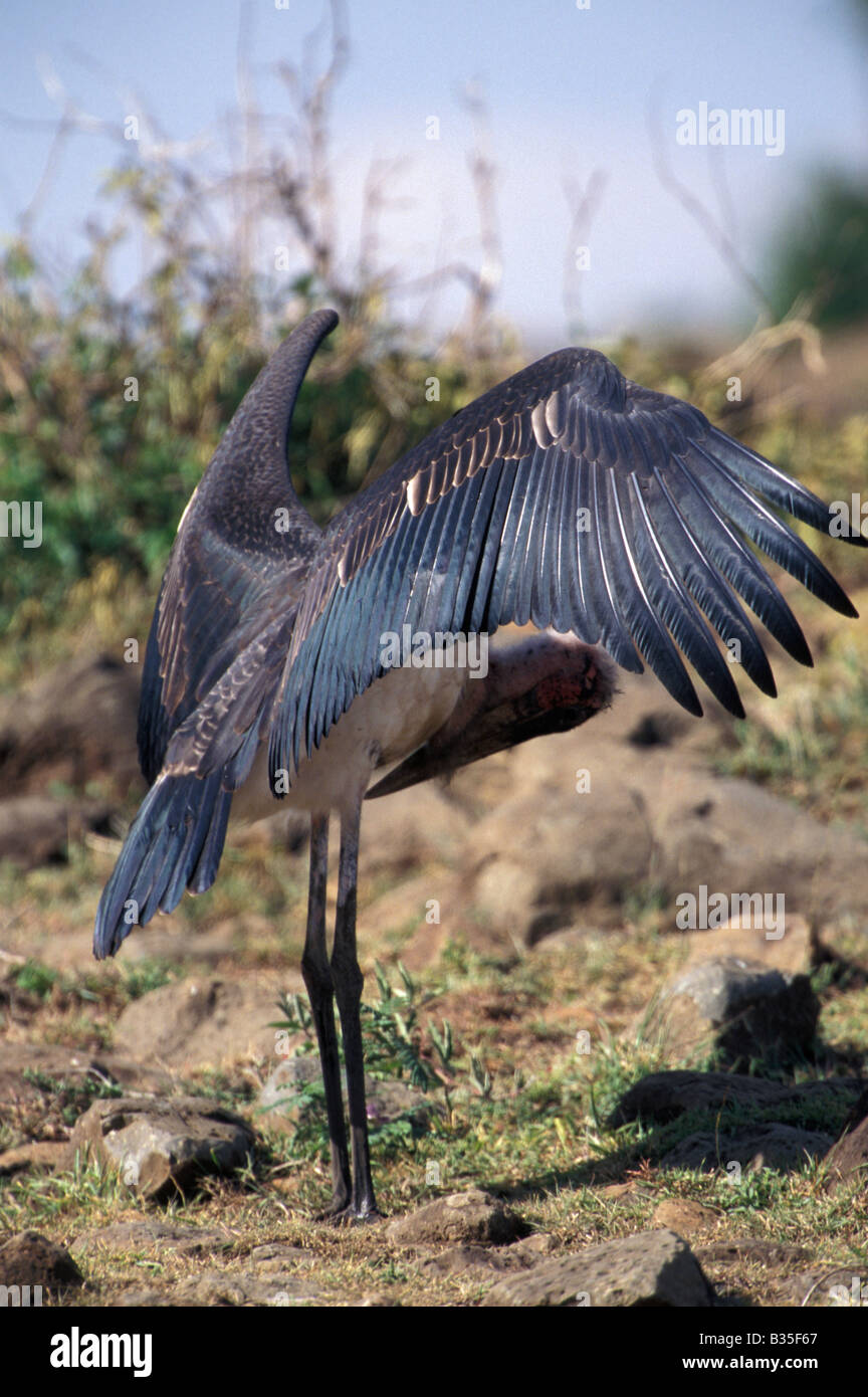 Norman owen tomalin hi-res stock photography and images - Alamy