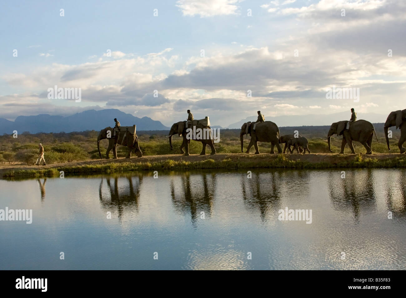 Elephant safari ride at Camp Jabulani upscale safari game park near ...