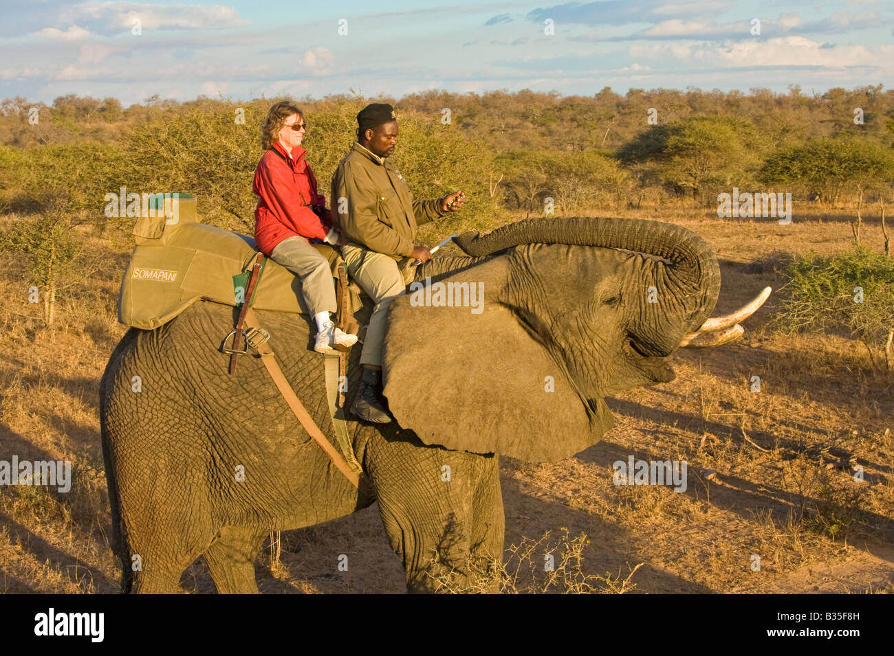 Elephant safari ride at Camp Jabulani upscale safari game park near ...