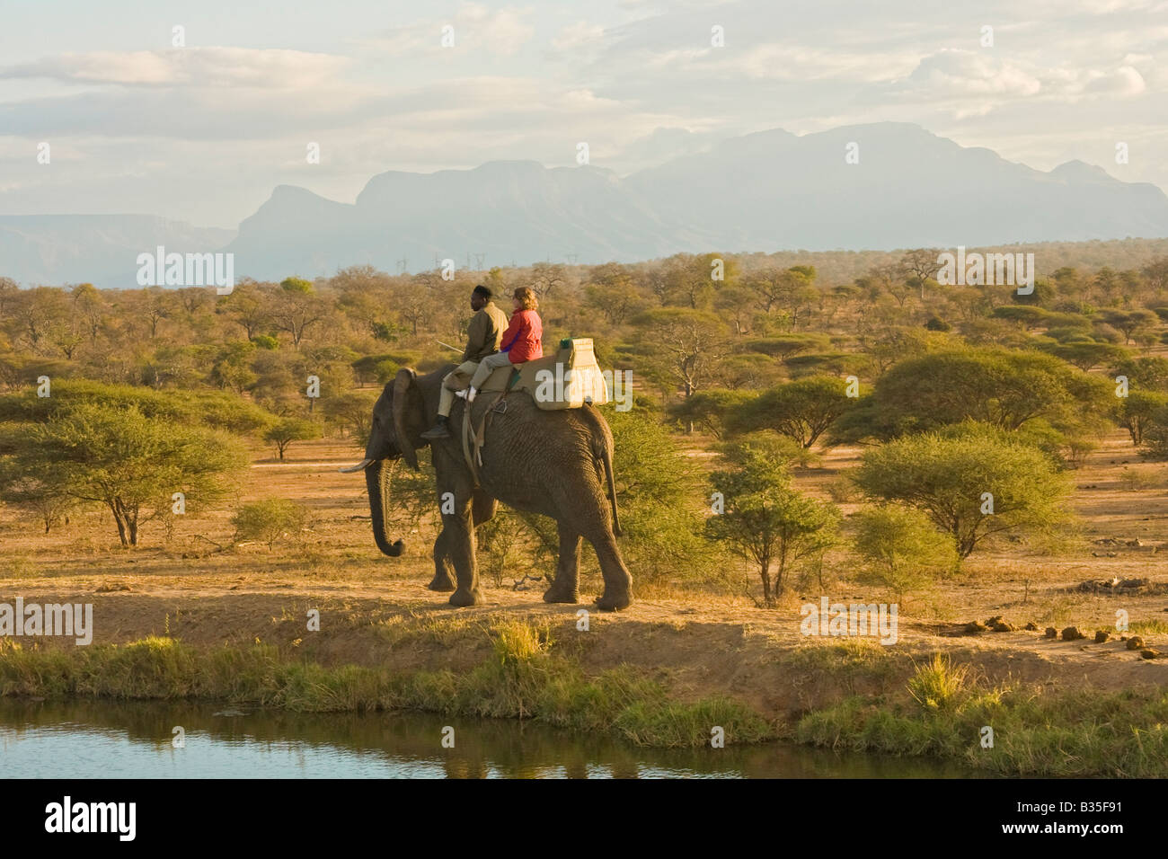 Elephant safari ride at Camp Jabulani upscale safari game park near ...