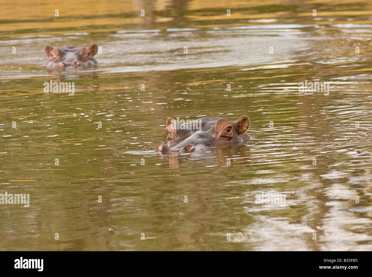 Hippos in South African pond Stock Photo - Alamy