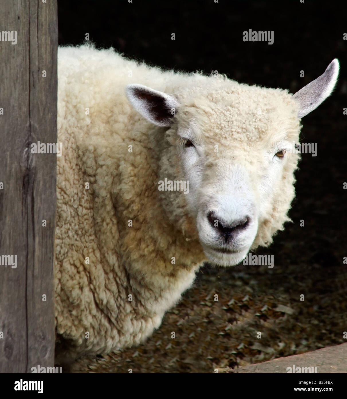 One sheep looking at us Stock Photo - Alamy