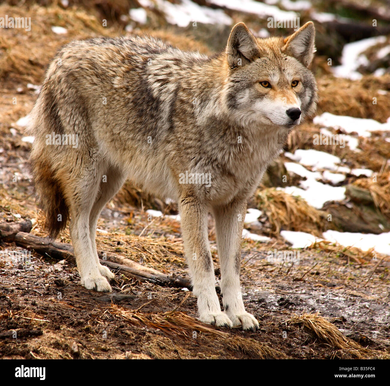 Coyote spring hi-res stock photography and images - Alamy