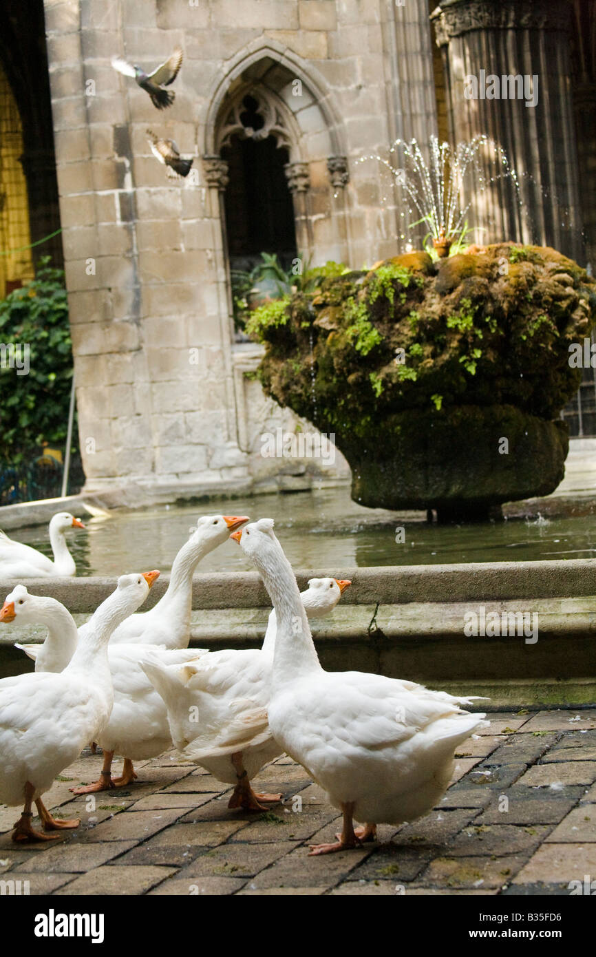 SPAIN Barcelona White resident geese used as alarm system in cloister ...