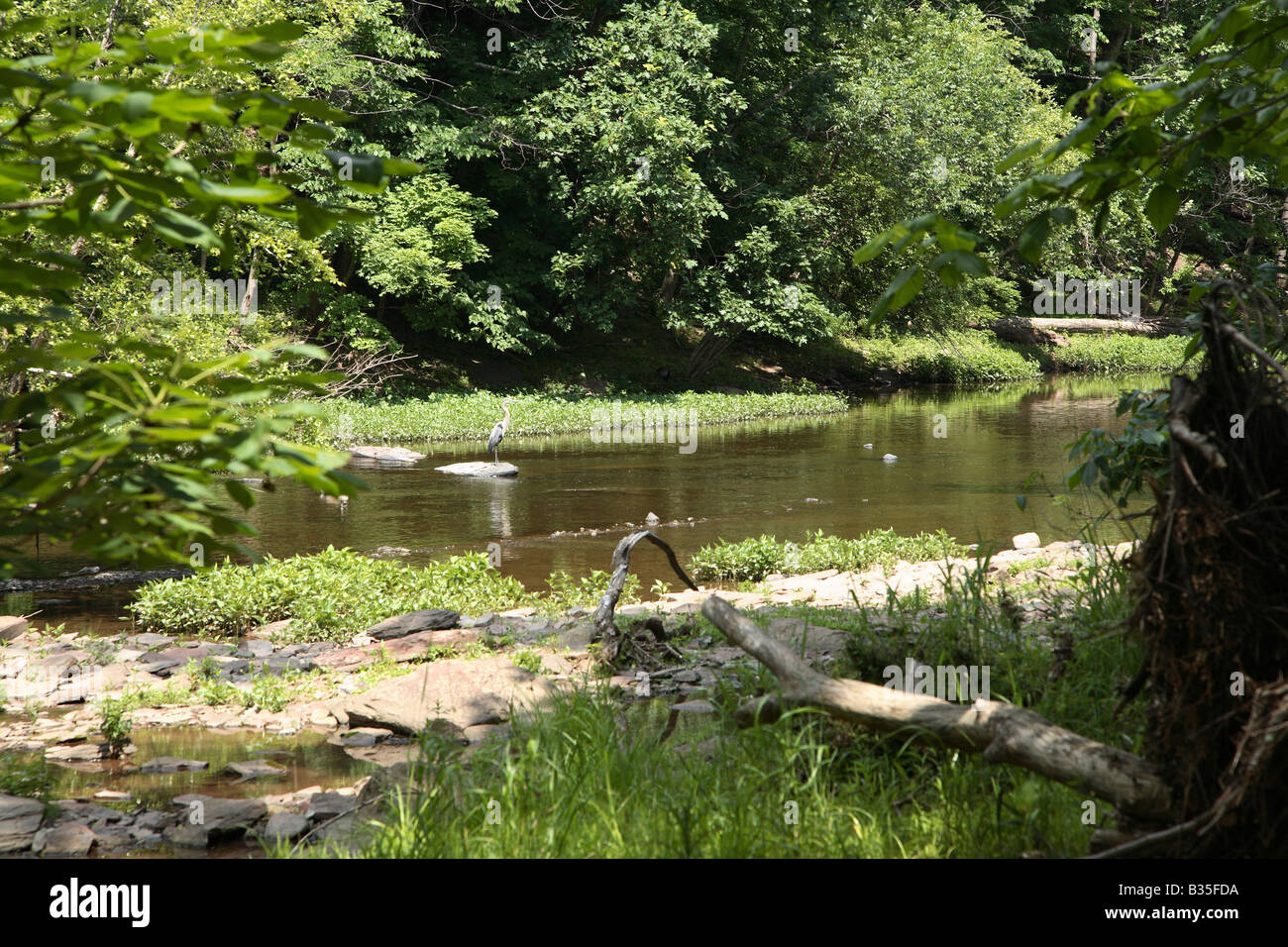 Section of languid river with heron Stock Photo - Alamy