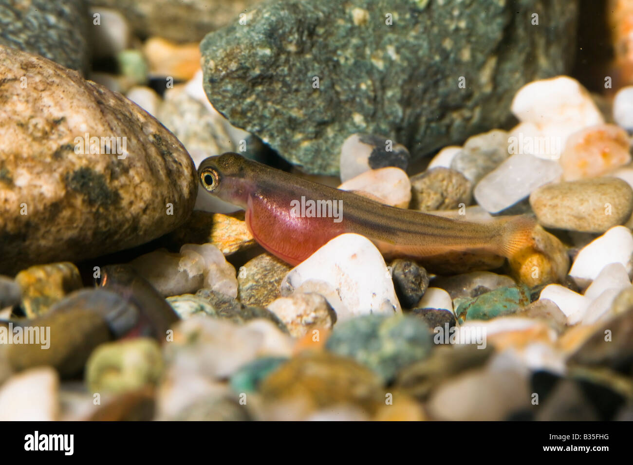 Alevin hi-res stock photography and images - Alamy