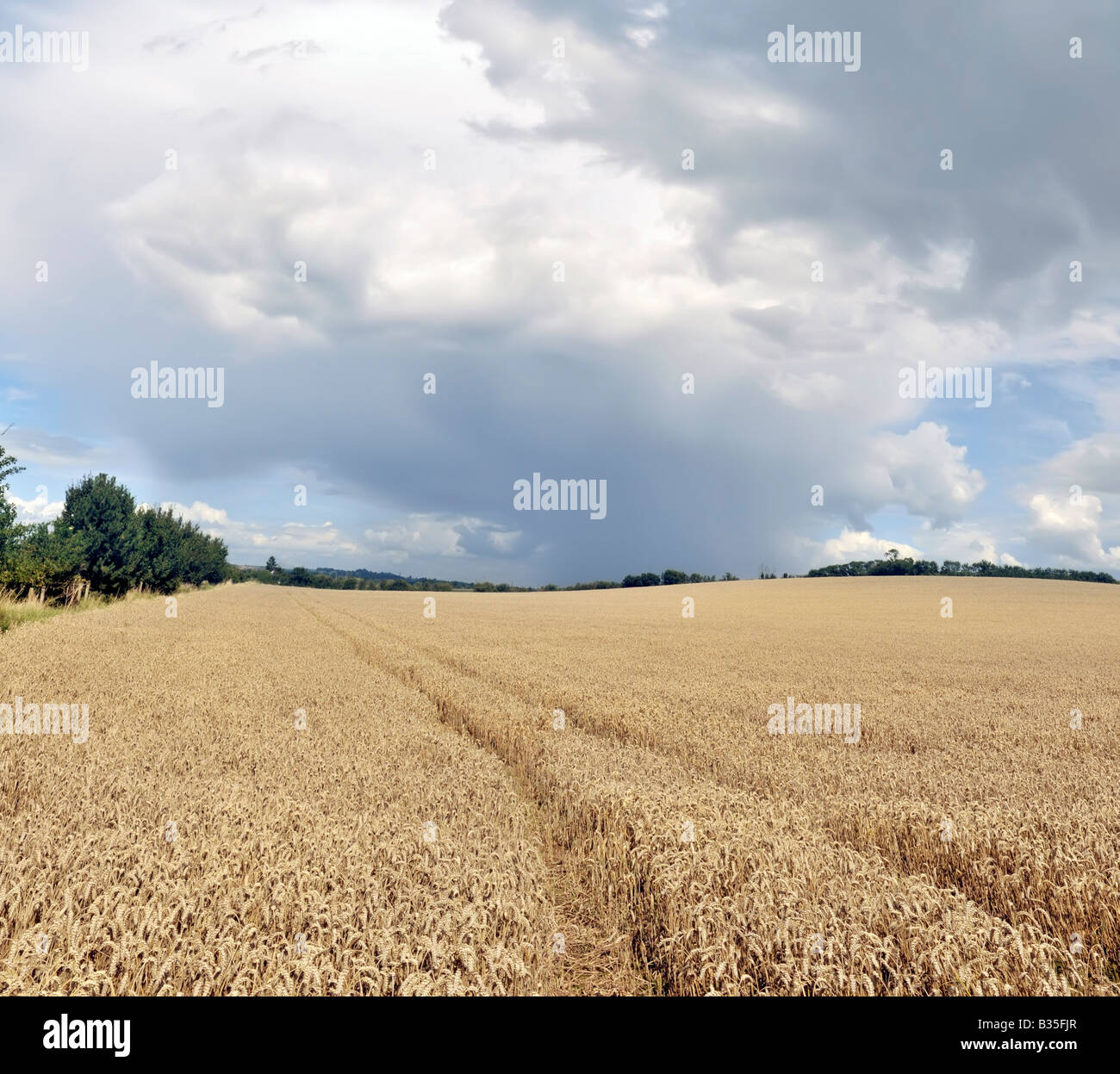 a field of crops ripening in the summer sunshine Stock Photo - Alamy