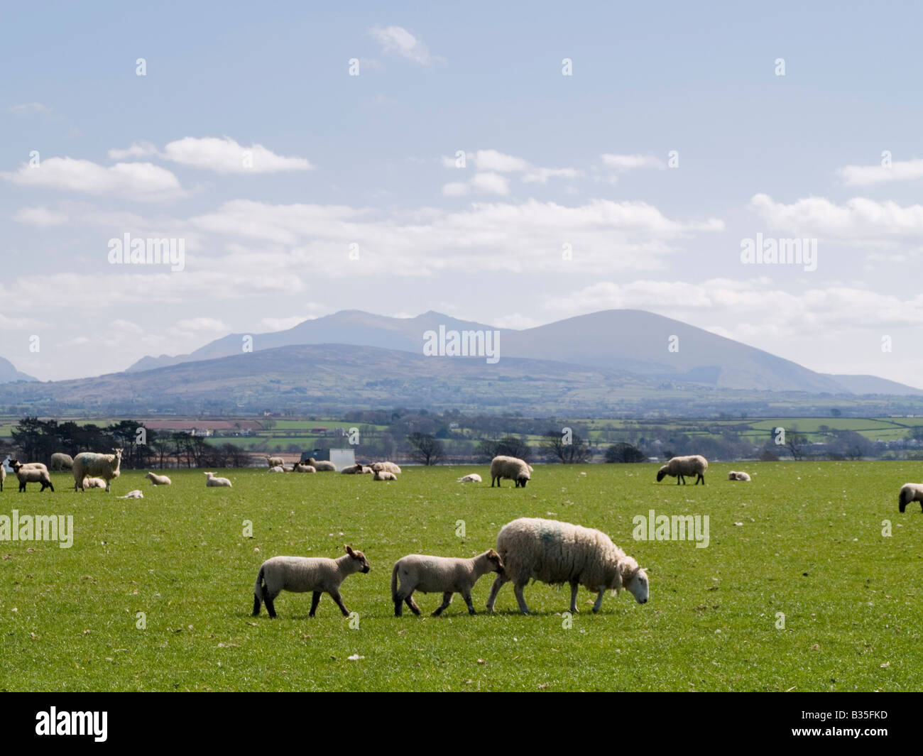Lambs in field hi-res stock photography and images - Alamy