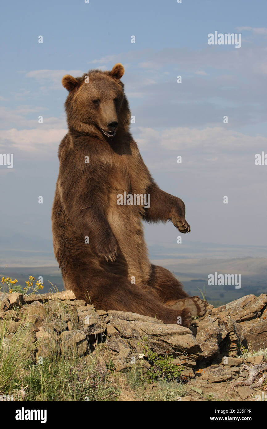 Grizzly bear standing hi-res stock photography and images - Alamy