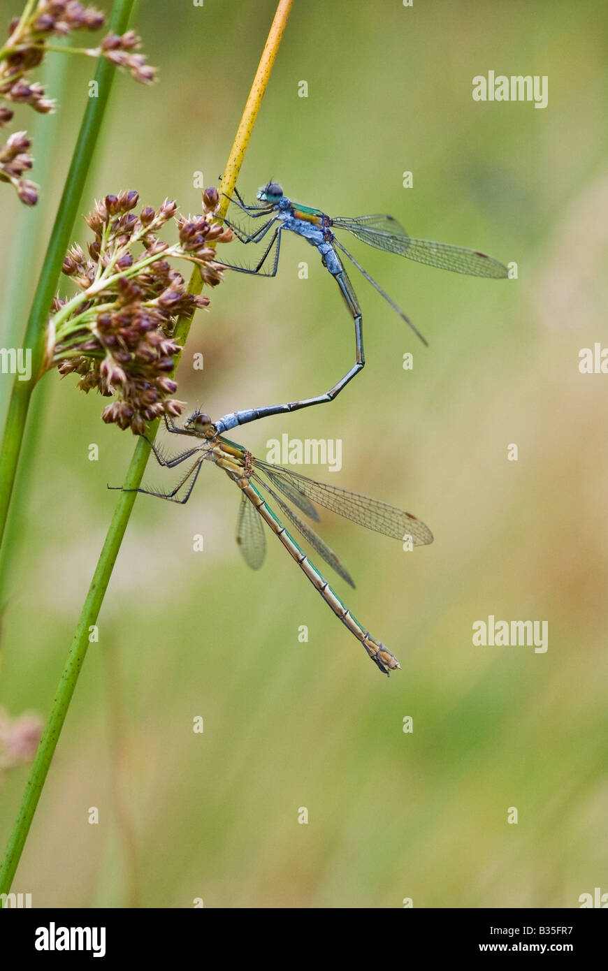Common Blue Damselflies mating Stock Photo - Alamy