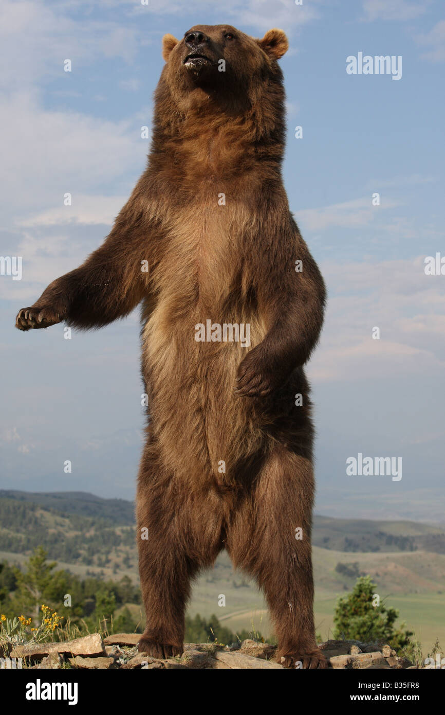 Grizzly bear standing hi-res stock photography and images - Alamy