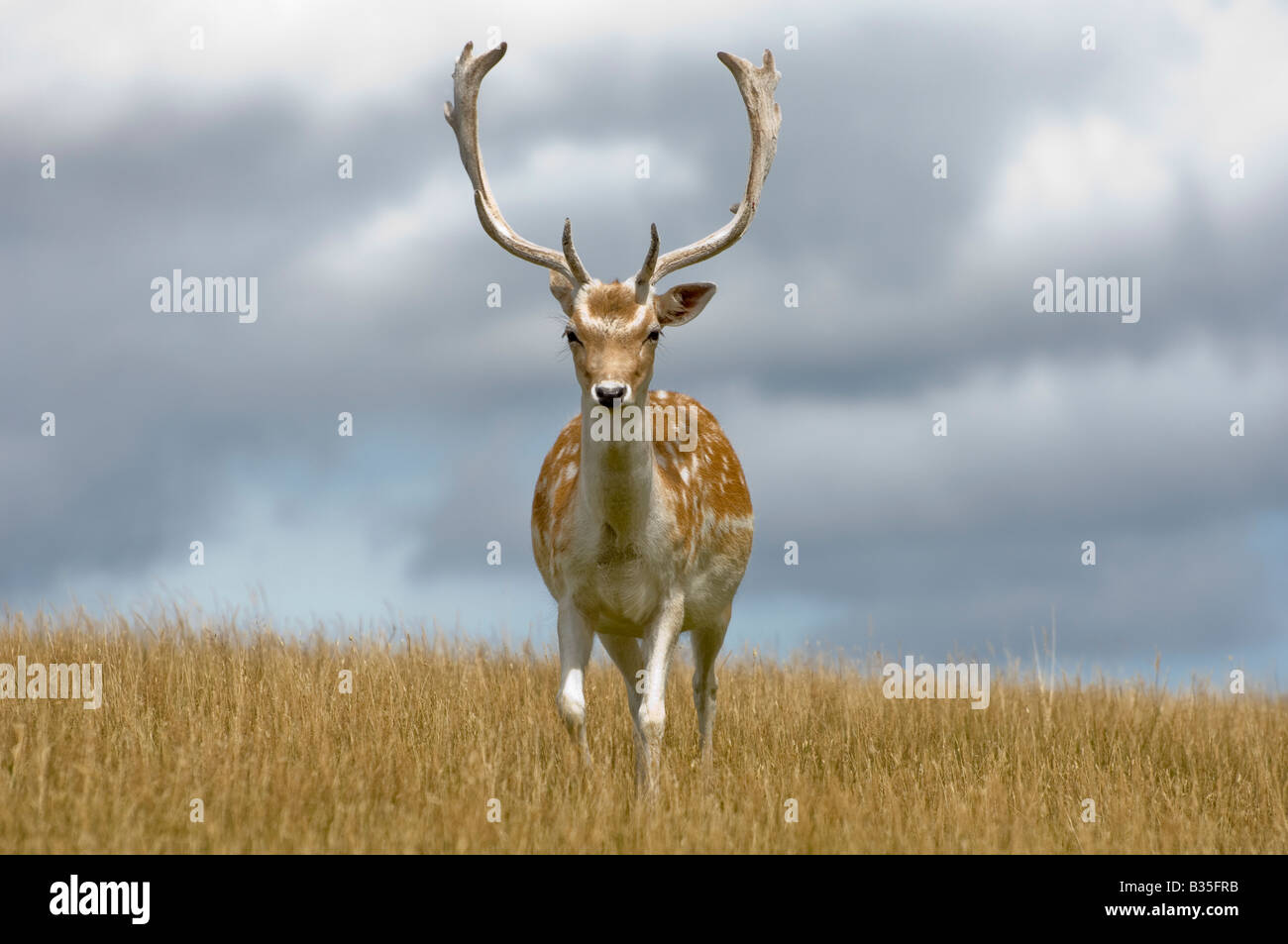 Fallow stag in Knole Park in Sevenoaks in Kent Stock Photo - Alamy