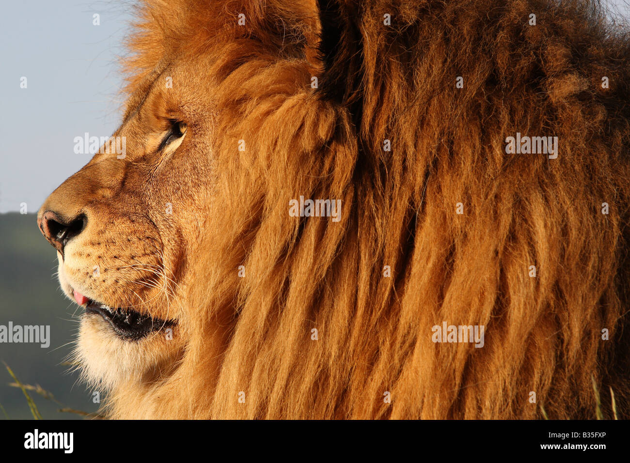 African barbary lion male hi-res stock photography and images - Alamy