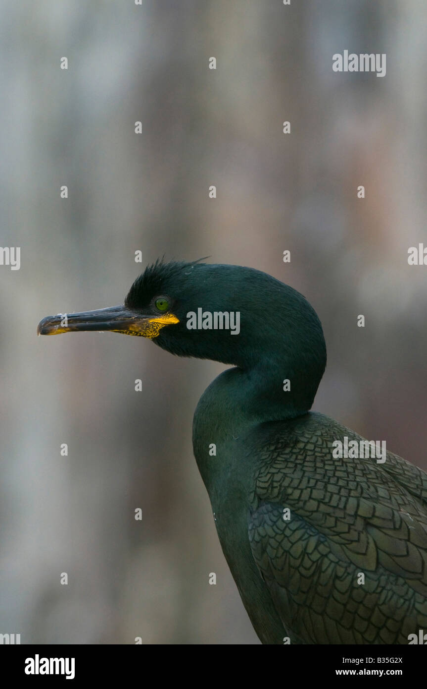 Shag Phalacrocorax aristotelis female sitting on nest. Bass rock bird ...