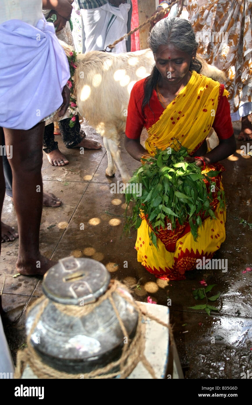 Poor Hindu lady offers prayer and a pooja offering of neem leaves at a ...
