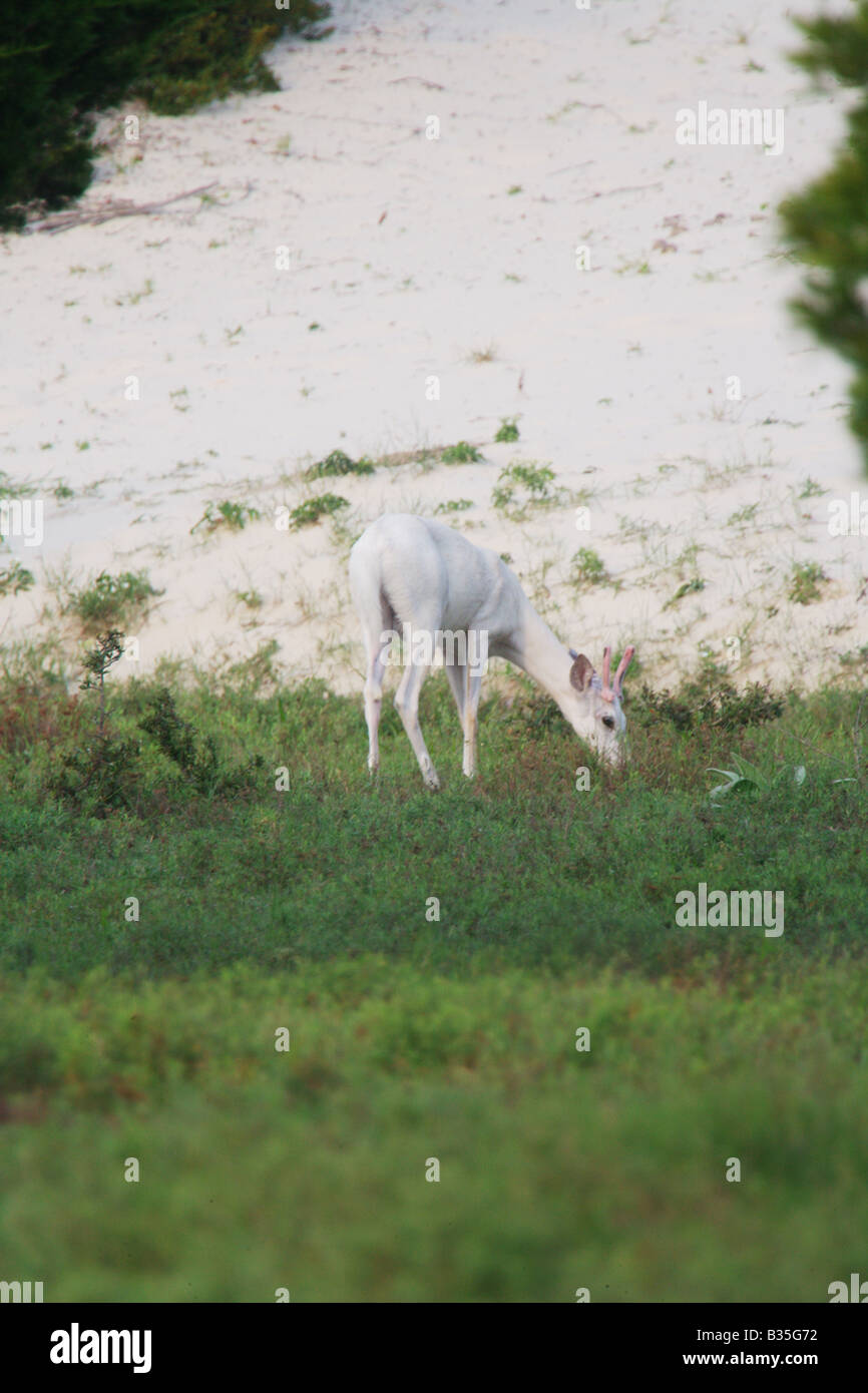 Pure white deer buck grazing on Cumberland Island Georgia These deer ...