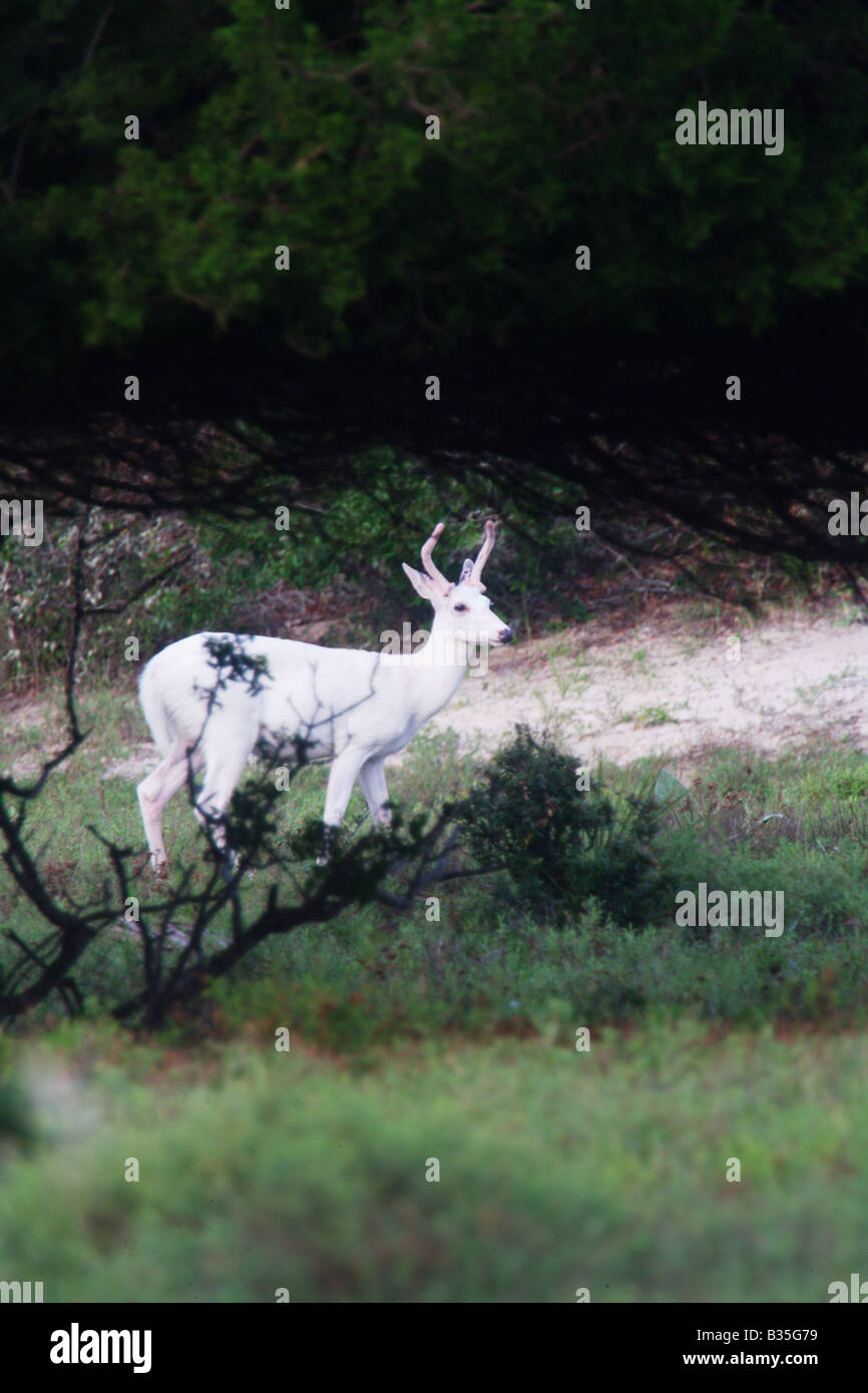 Pure white deer buck grazing on Cumberland Island Georgia These deer ...