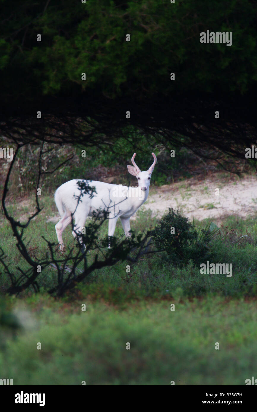 Whitetail deer buck georgia hi-res stock photography and images - Alamy