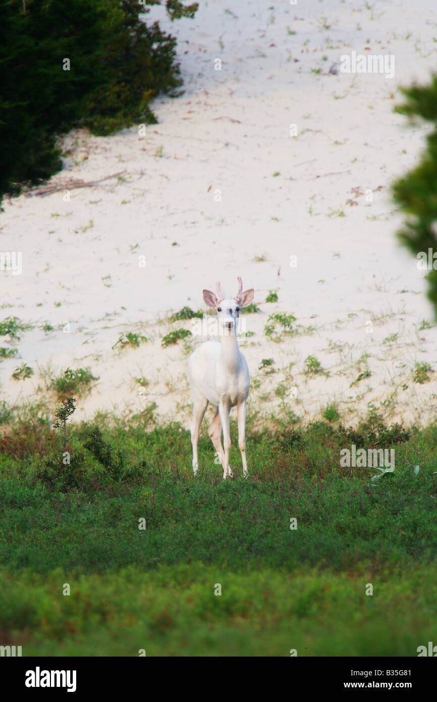 Whitetail deer buck georgia hi-res stock photography and images - Alamy