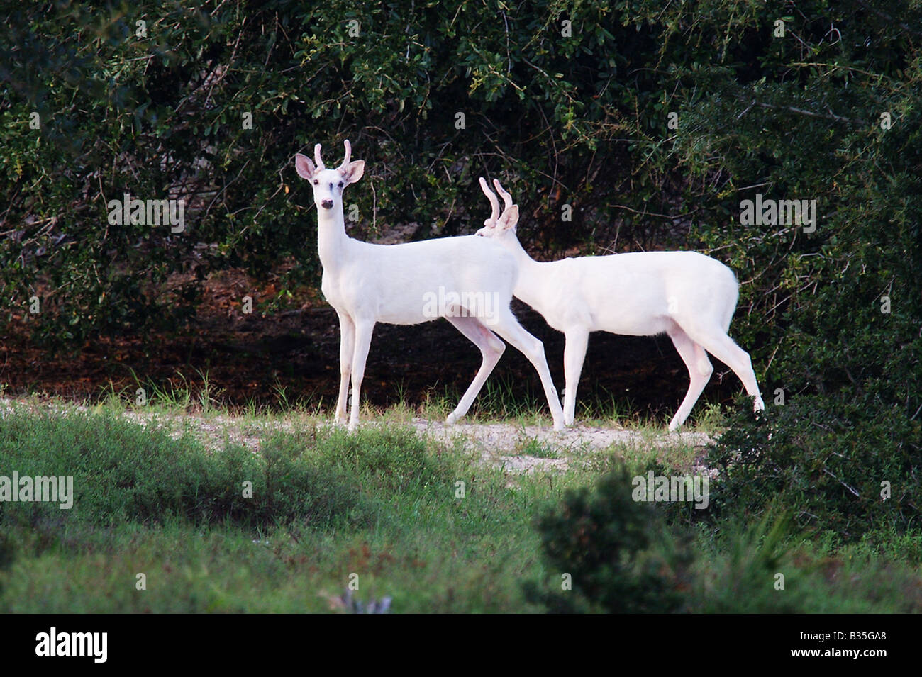 Pure white deer buck grazing on Cumberland Island Georgia These deer ...