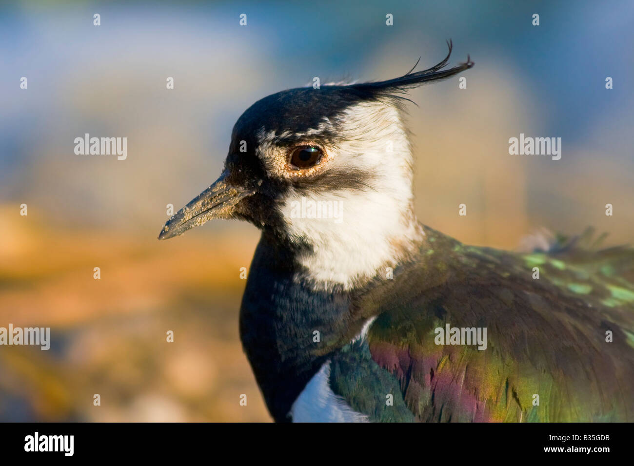 Lapwing feathers close up hi-res stock photography and images - Alamy