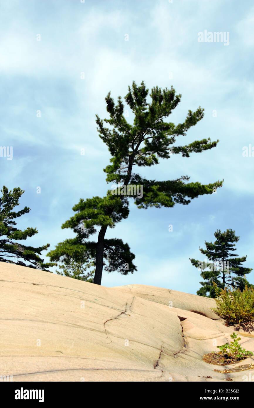 Snarled trees hi-res stock photography and images - Alamy