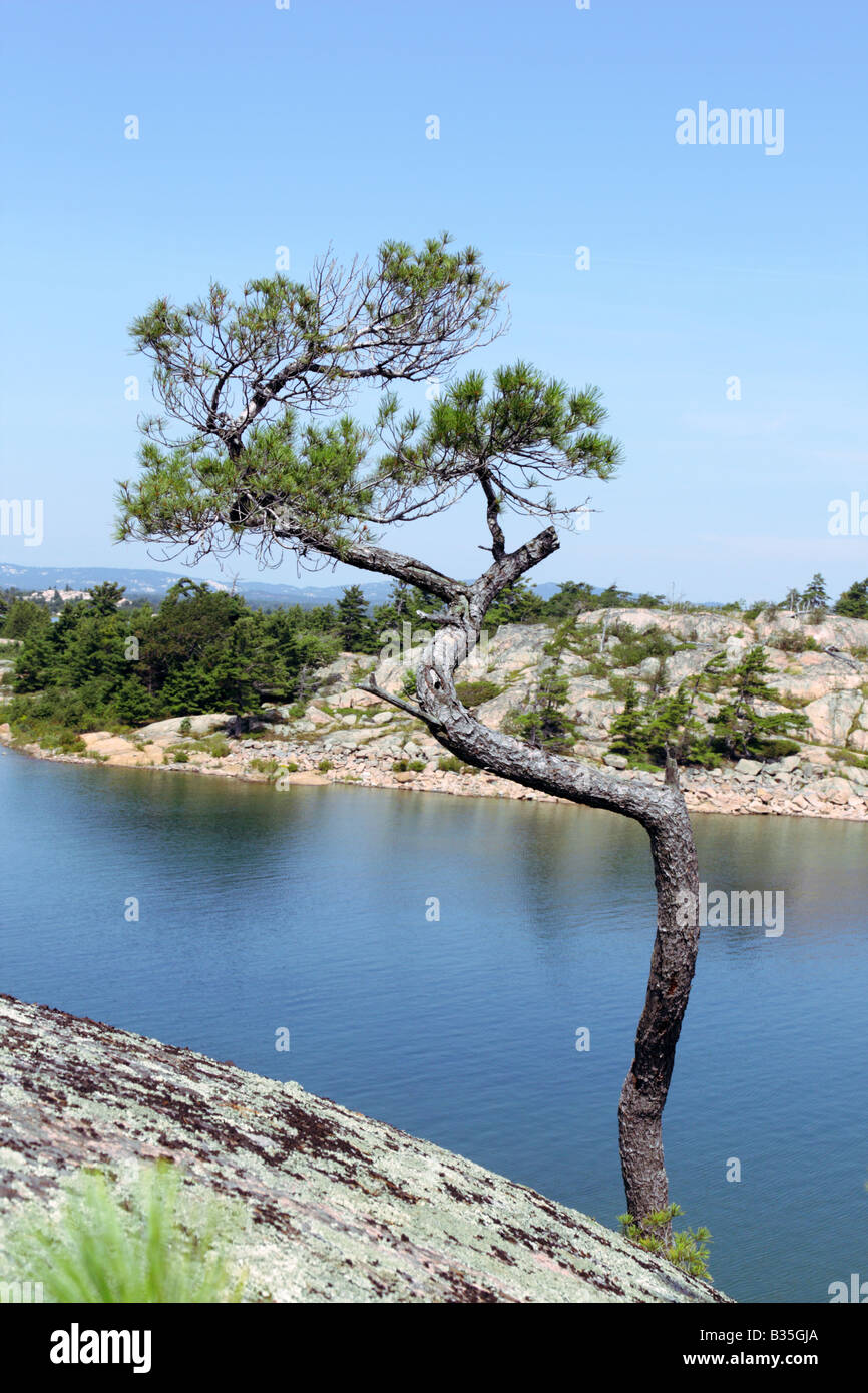 Weathered pine tree on one of the islands in Georgian Bay Stock Photo ...