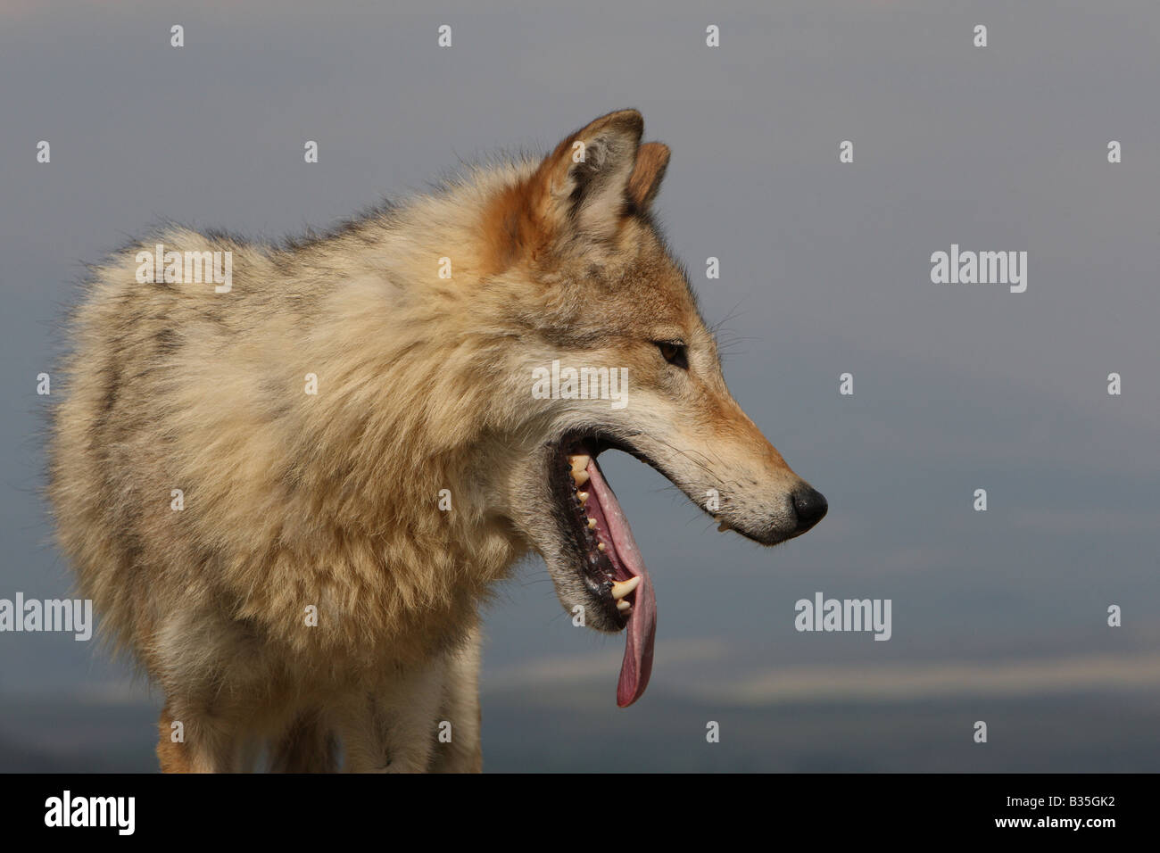 Black Wolf Yellowstone at Crystal Blackwell blog