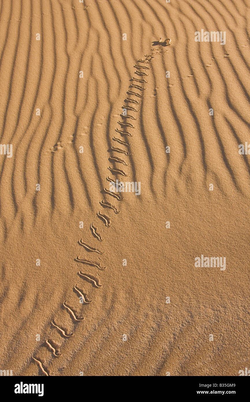Snake track hi-res stock photography and images - Alamy