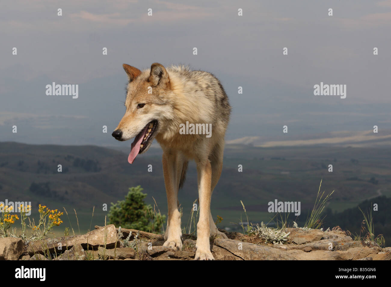 Black wolf yellowstone hi-res stock photography and images - Alamy