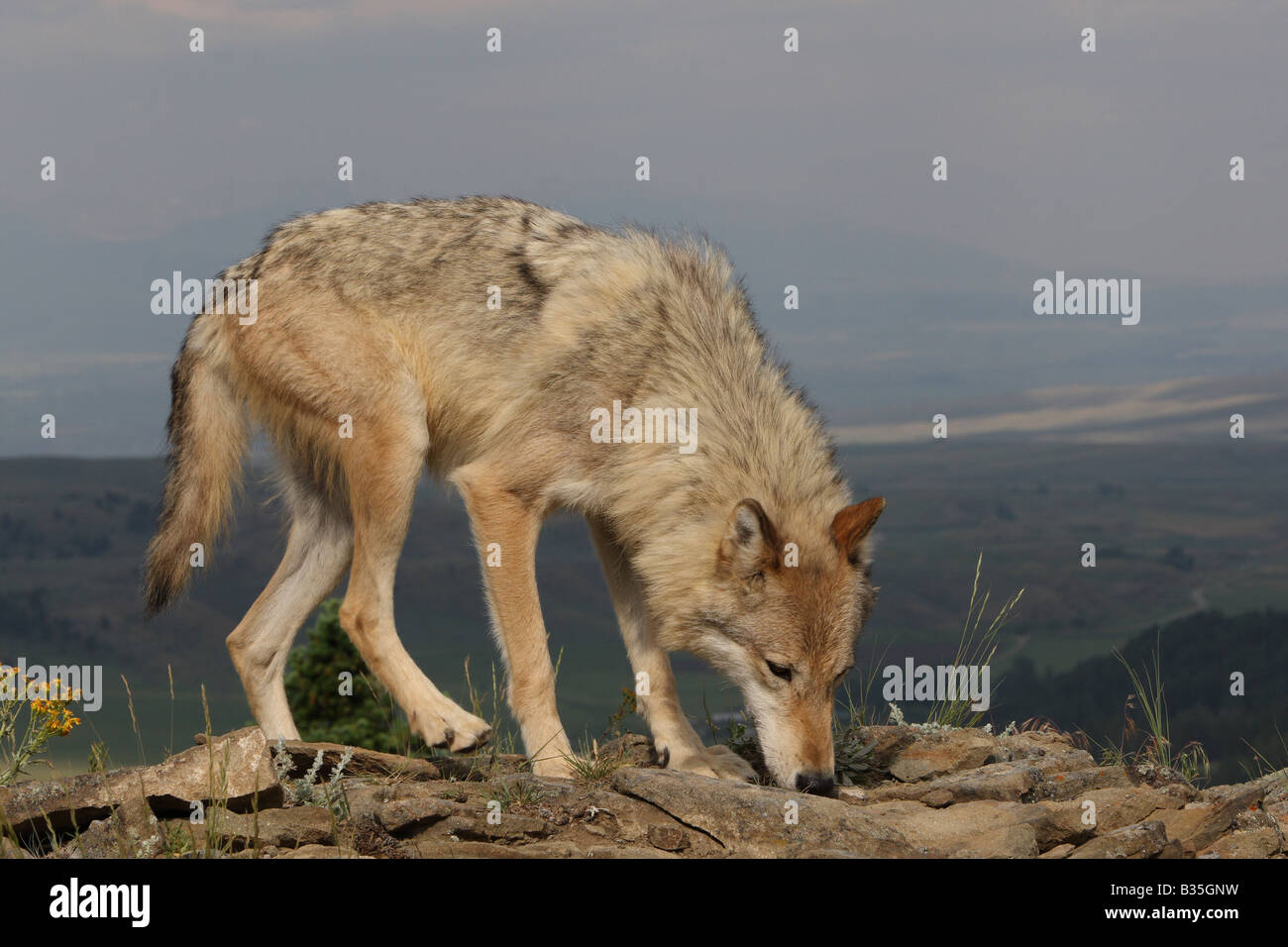 Wolf sniffing hi-res stock photography and images - Alamy