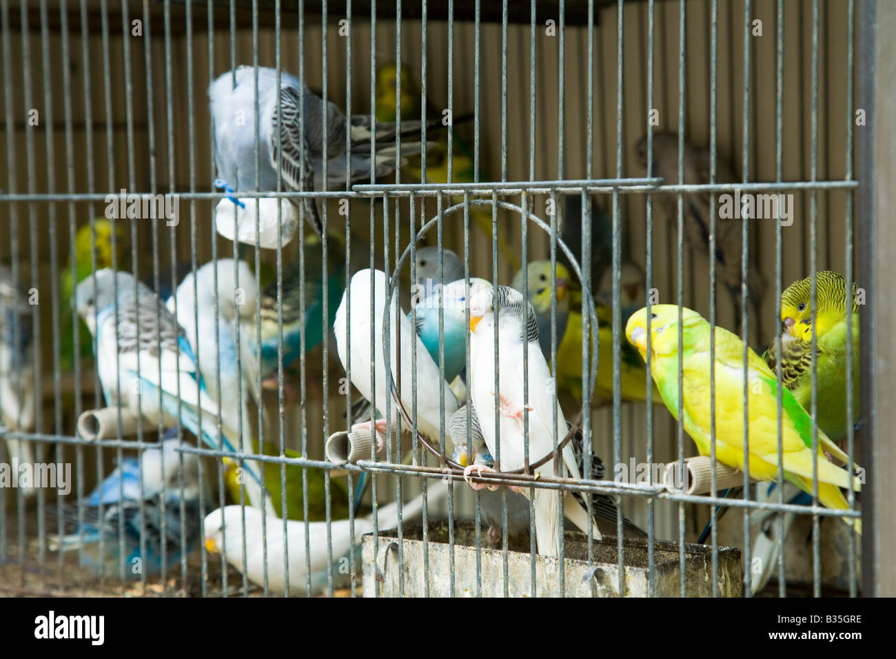 SPAIN Barcelona Parakeets in a cage for sale along Ramblas pedestrian ...