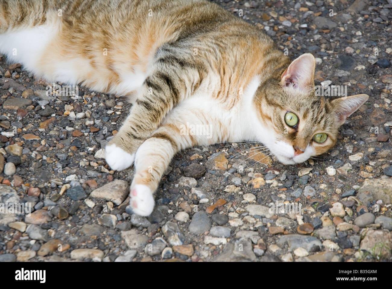 cat lyin on path Stock Photo - Alamy