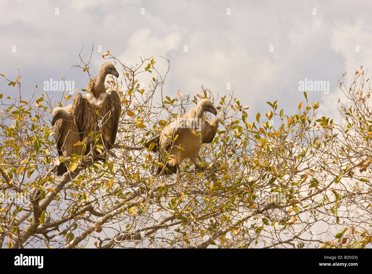 Cape vulture bird sit tree predator hi-res stock photography and images ...
