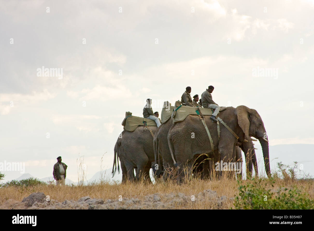 Elephant safari ride at Camp Jabulani upscale safari game park near ...